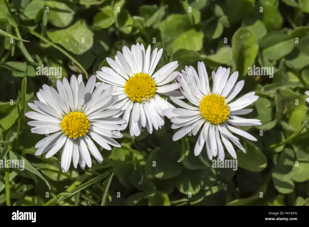 Bellis perennis, Lawn daisy, English daisy Stock Photo - Alamy
