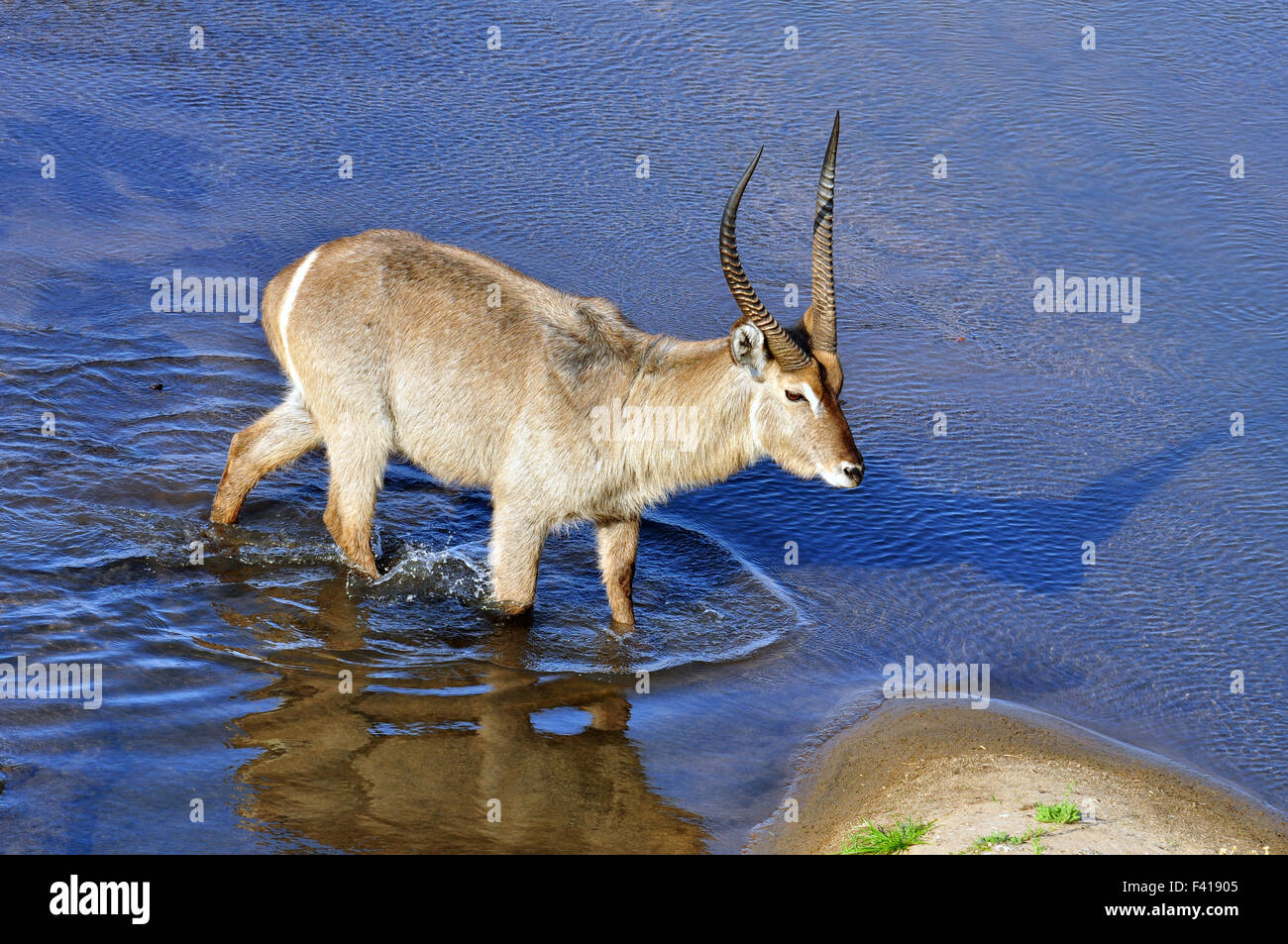Waterbuck (Kobus ellipsiprymnus Stock Photo - Alamy