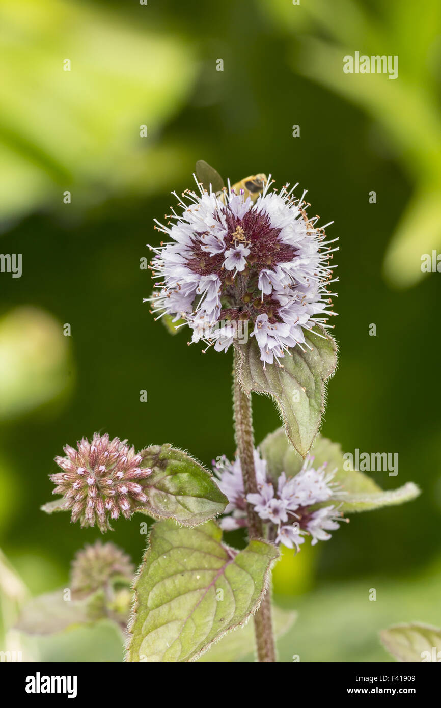 Mentha aquatica white hi-res stock photography and images - Alamy