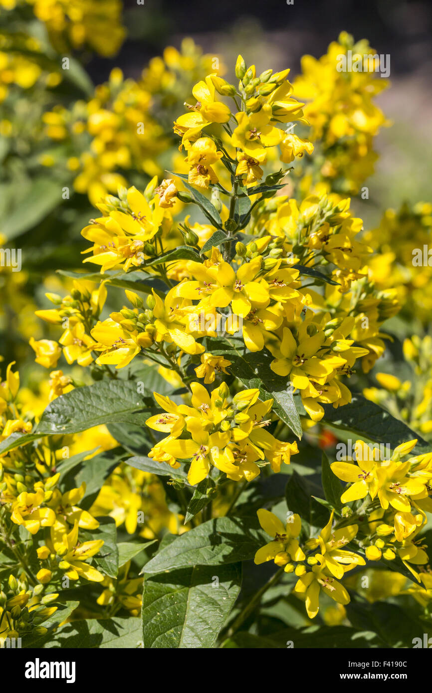 Yellow loosestrife hi-res stock photography and images - Alamy