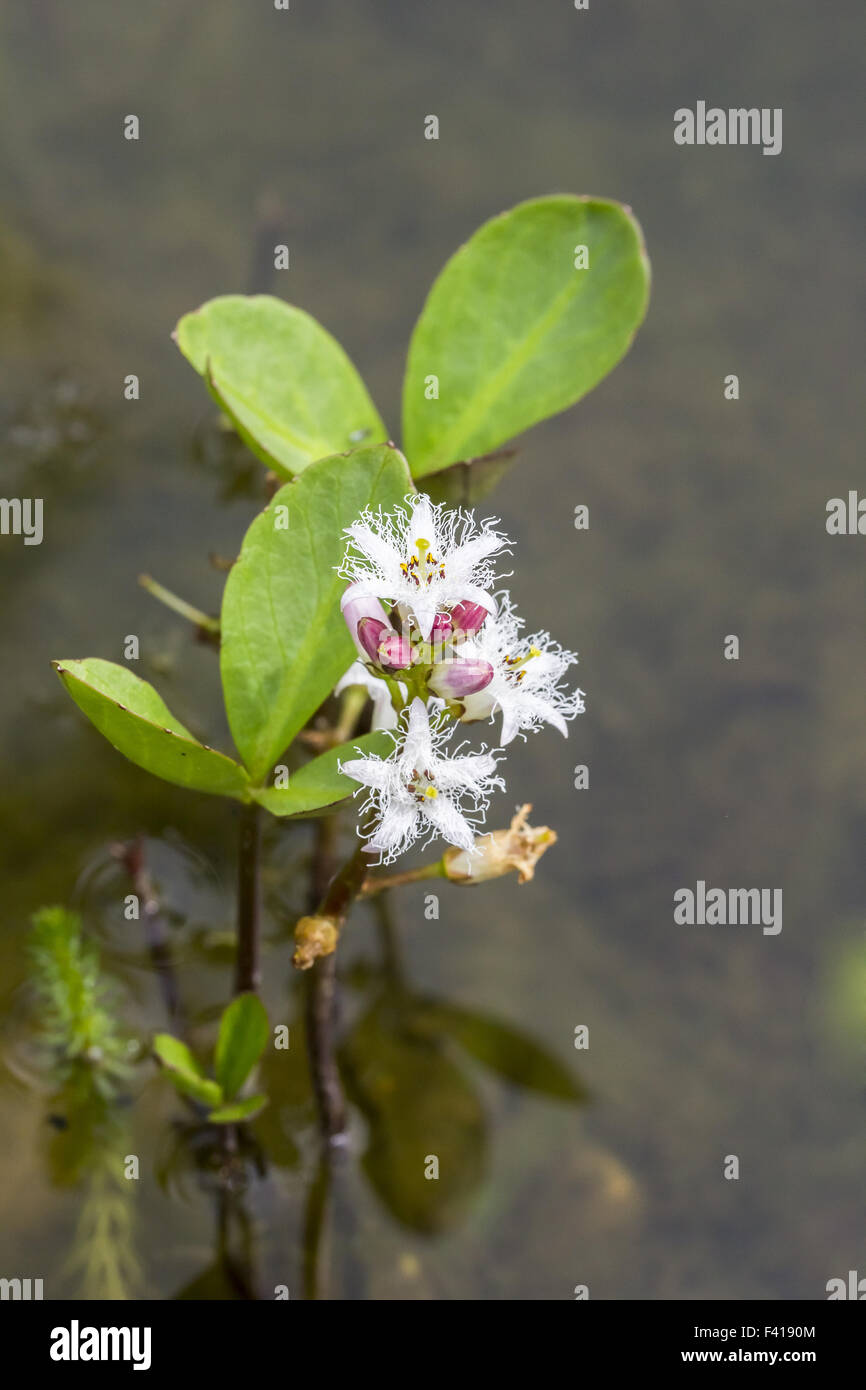 Menyanthes trifoliata, Marsh Trefoil, Trefoil Stock Photo - Alamy