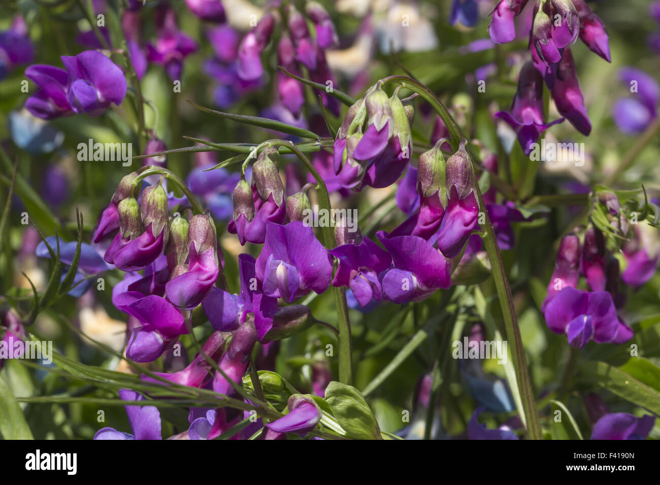 Latyrus vernus, Spring vetchling Stock Photo - Alamy