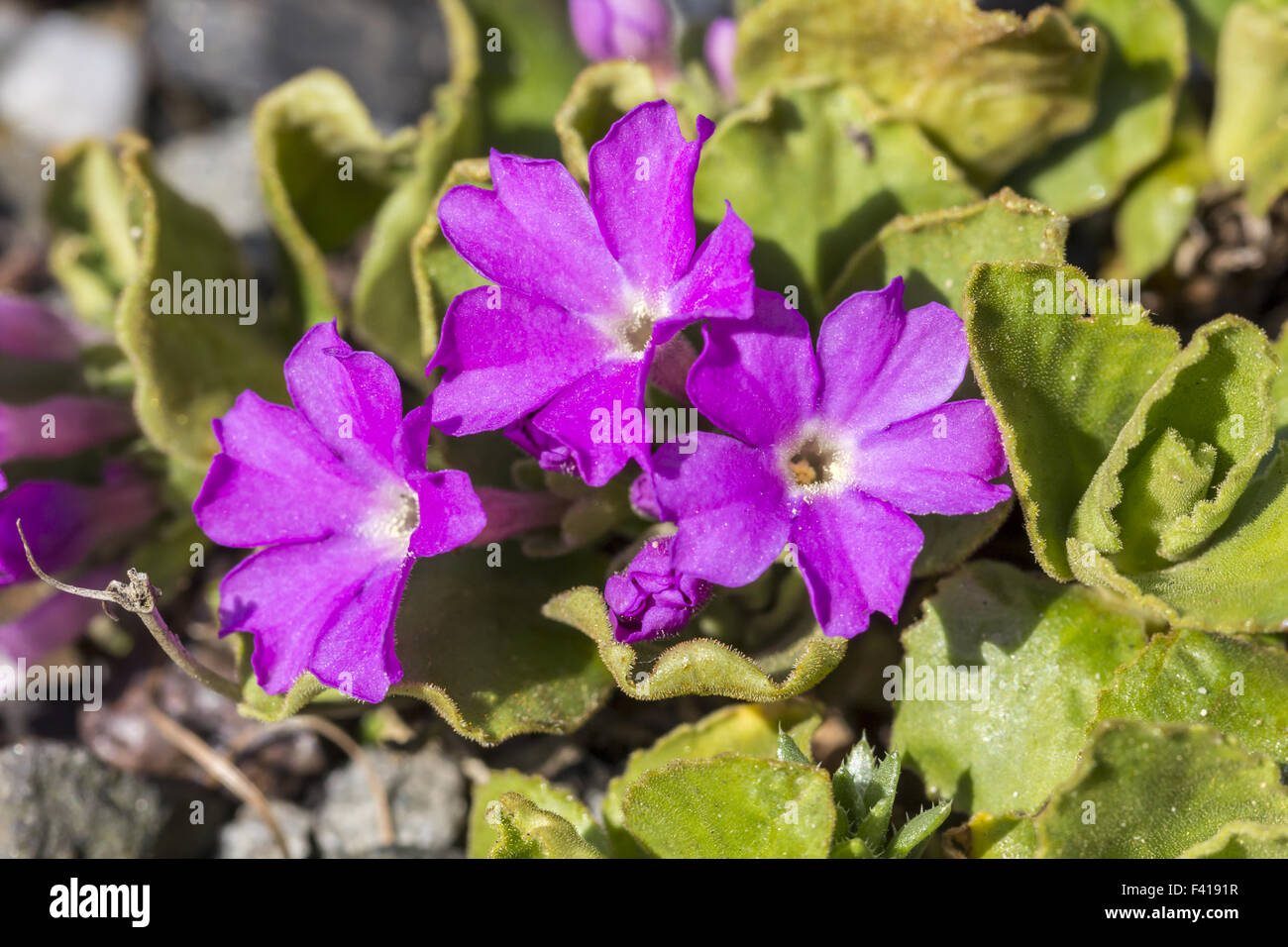 Primula hirsuta, Stinking Primrose Stock Photo - Alamy