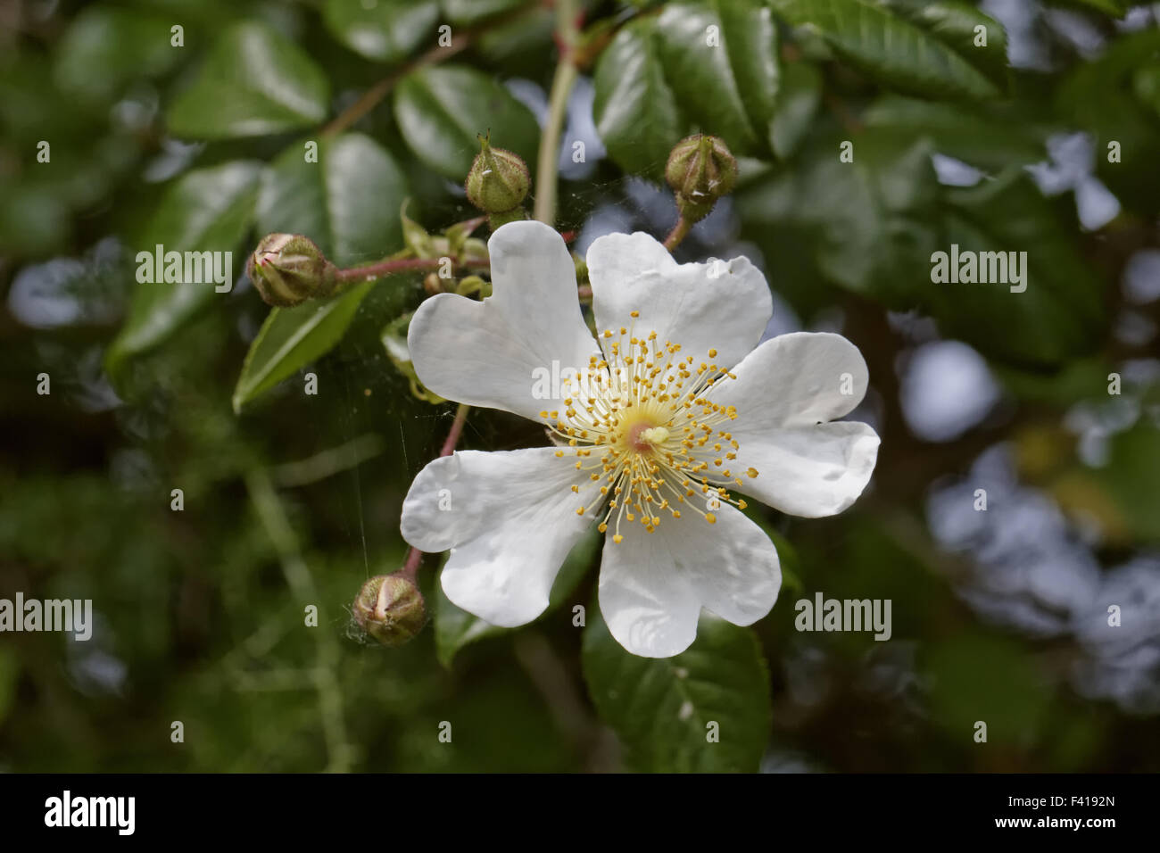 Evergreen rose hi-res stock photography and images - Alamy