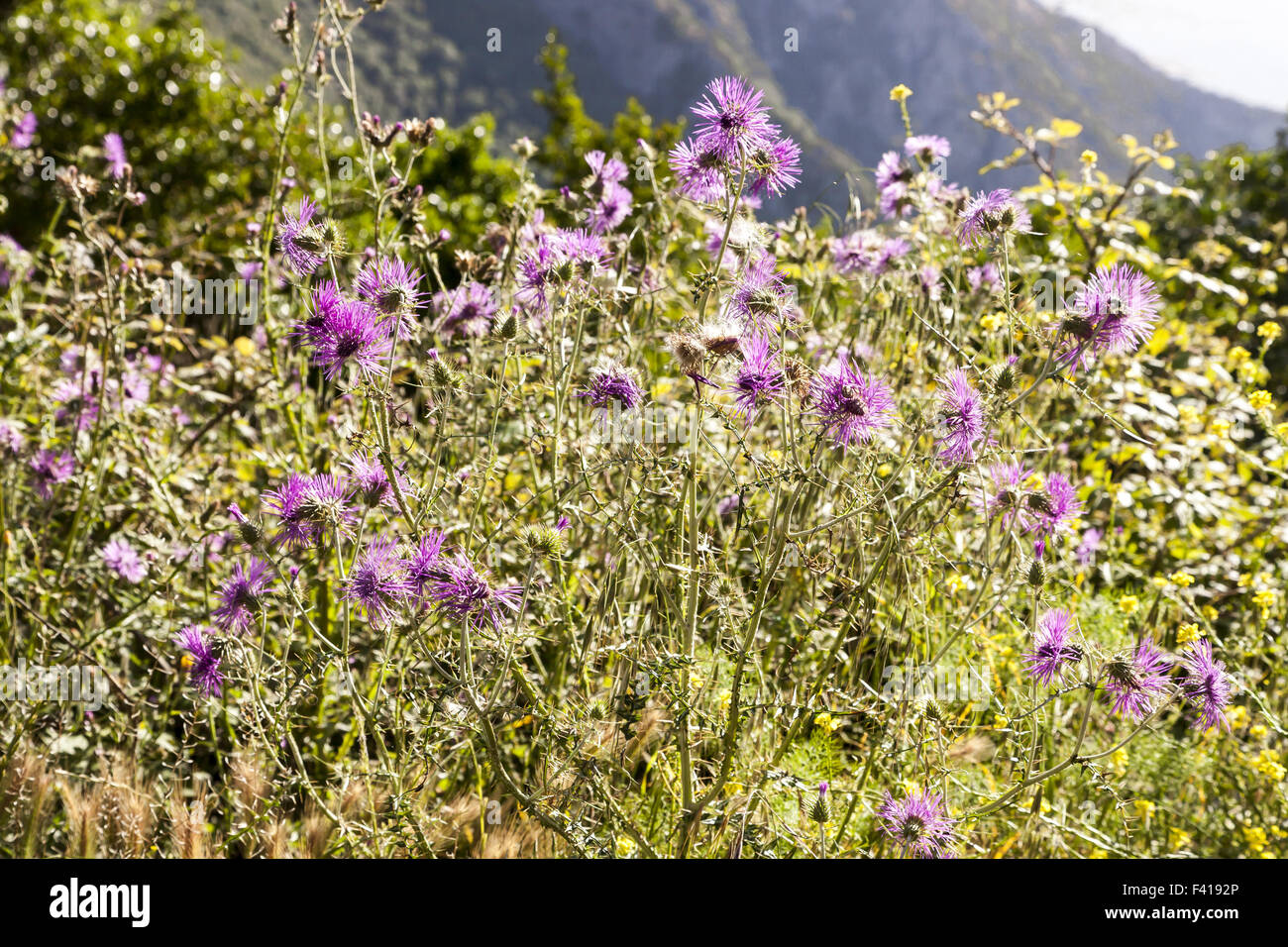 Boar thistle hi-res stock photography and images - Alamy