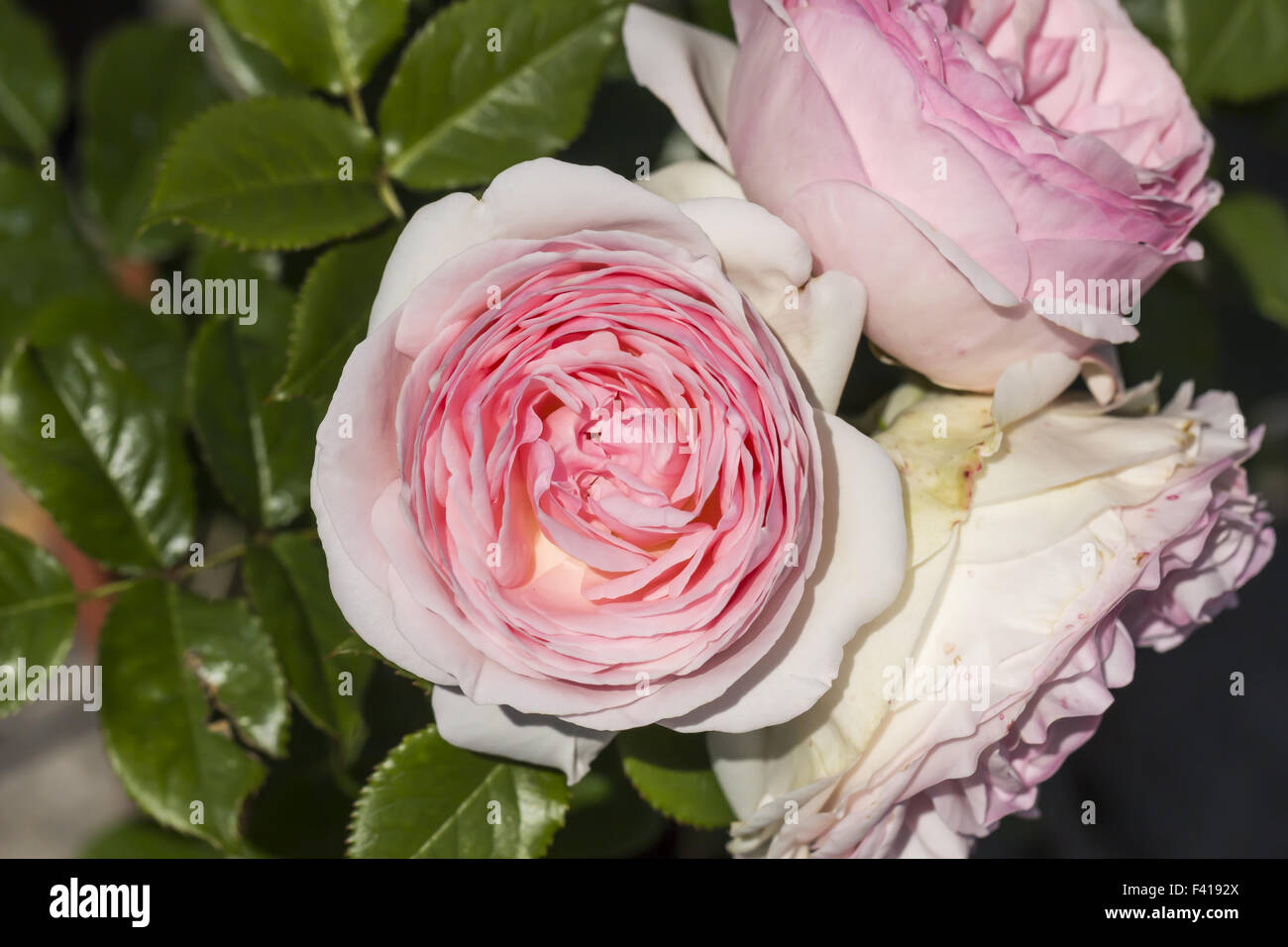 Rosa Eden Rose 85, Shrub rose Stock Photo - Alamy
