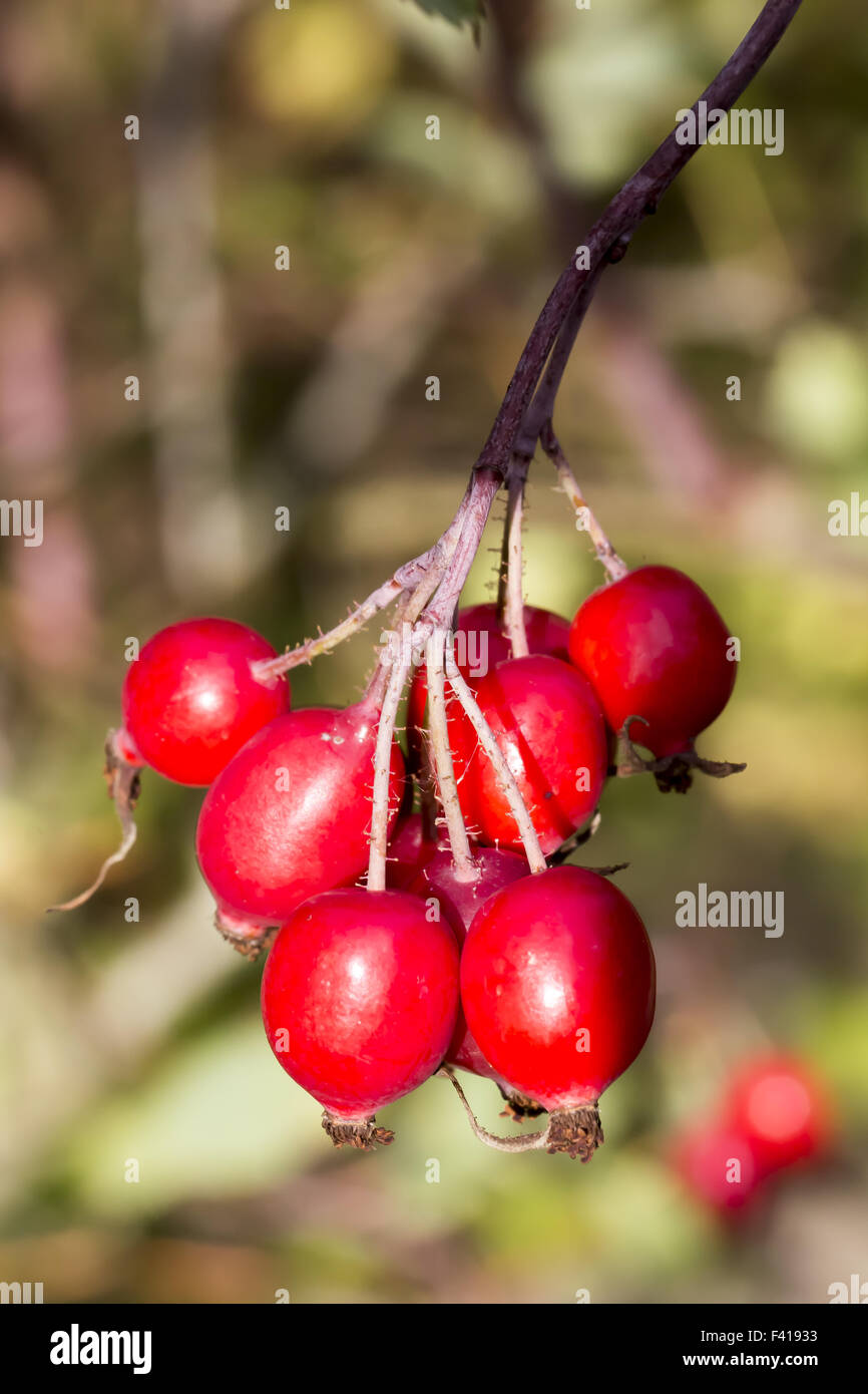 Rosa glauca red leaved hi-res stock photography and images - Alamy