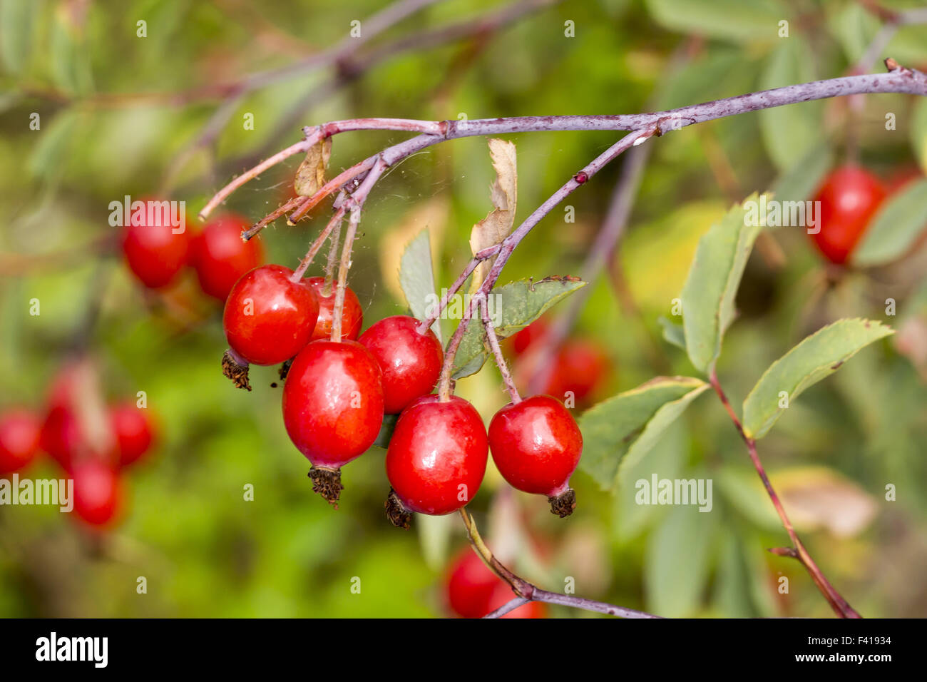 Rosa glauca, Redleaf Rose with rose hips Stock Photo - Alamy
