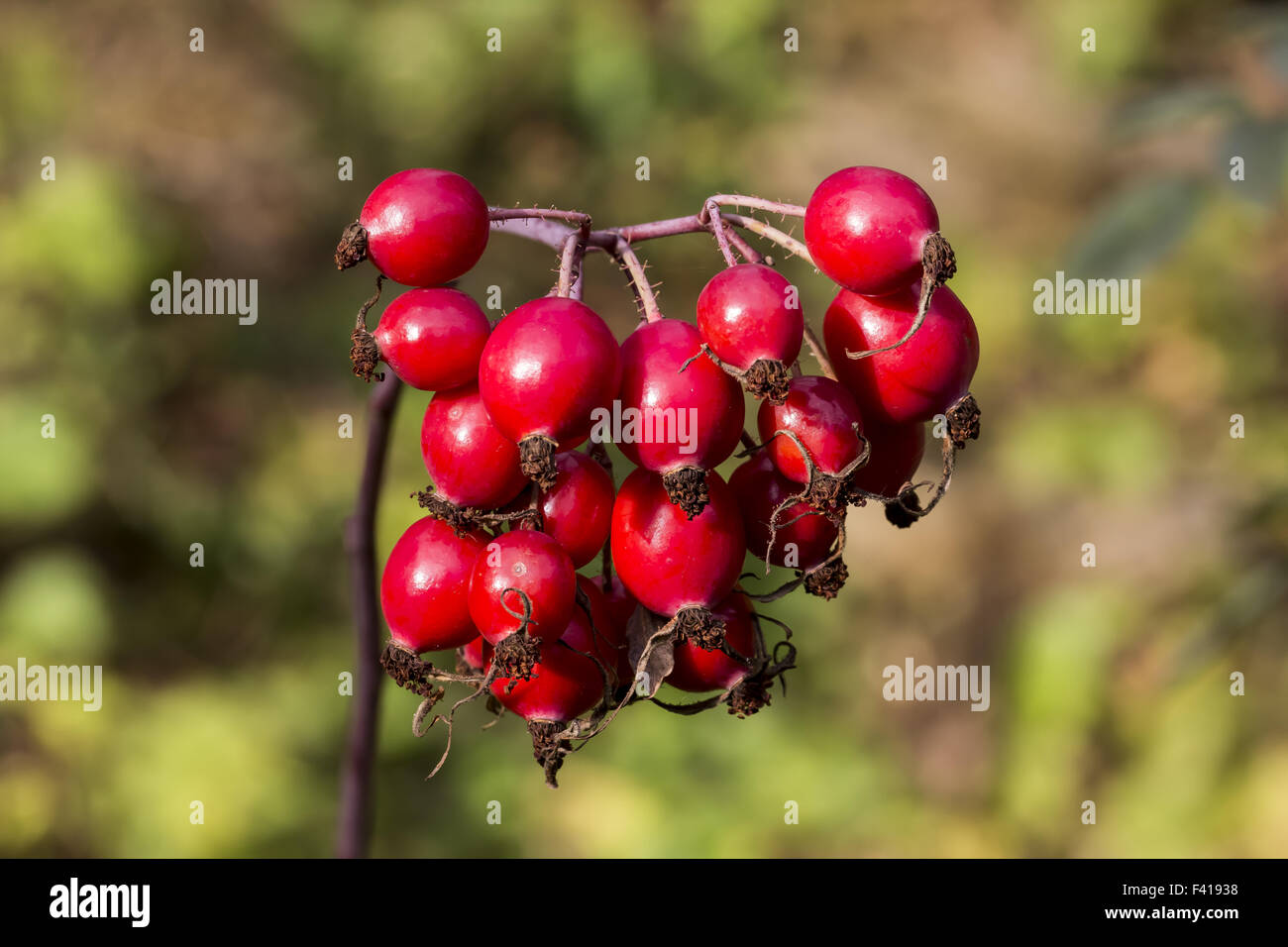 Rosa glauca, Redleaf Rose with rose hips Stock Photo - Alamy