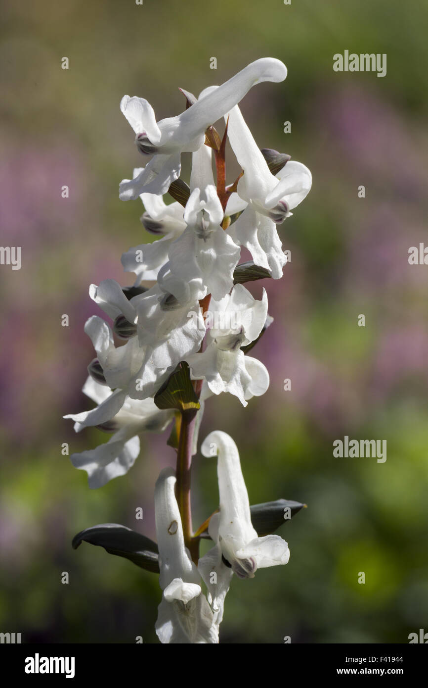 Corydalis cava flower in a wood in Germany Stock Photo - Alamy