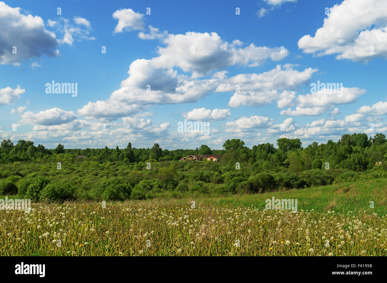 Village spring landscape with dandelions Stock Photo - Alamy