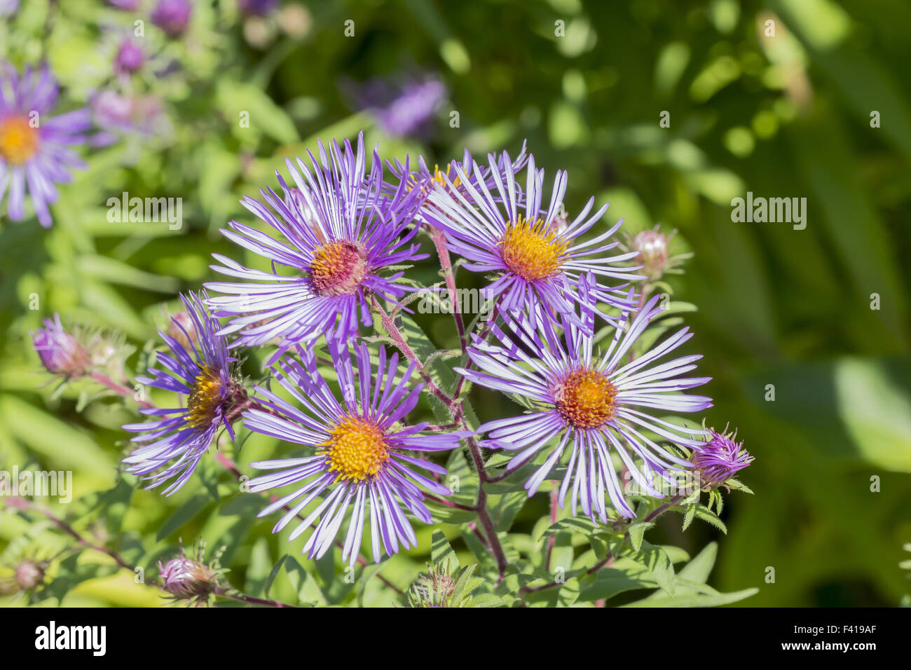Aster novae-angliae, New England Aster Stock Photo - Alamy