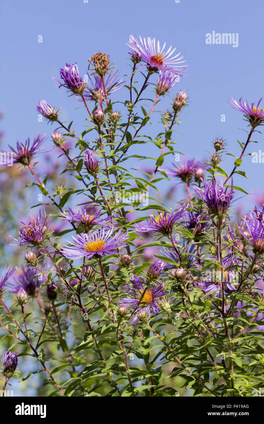 Aster novae-angliae, New England Aster Stock Photo - Alamy
