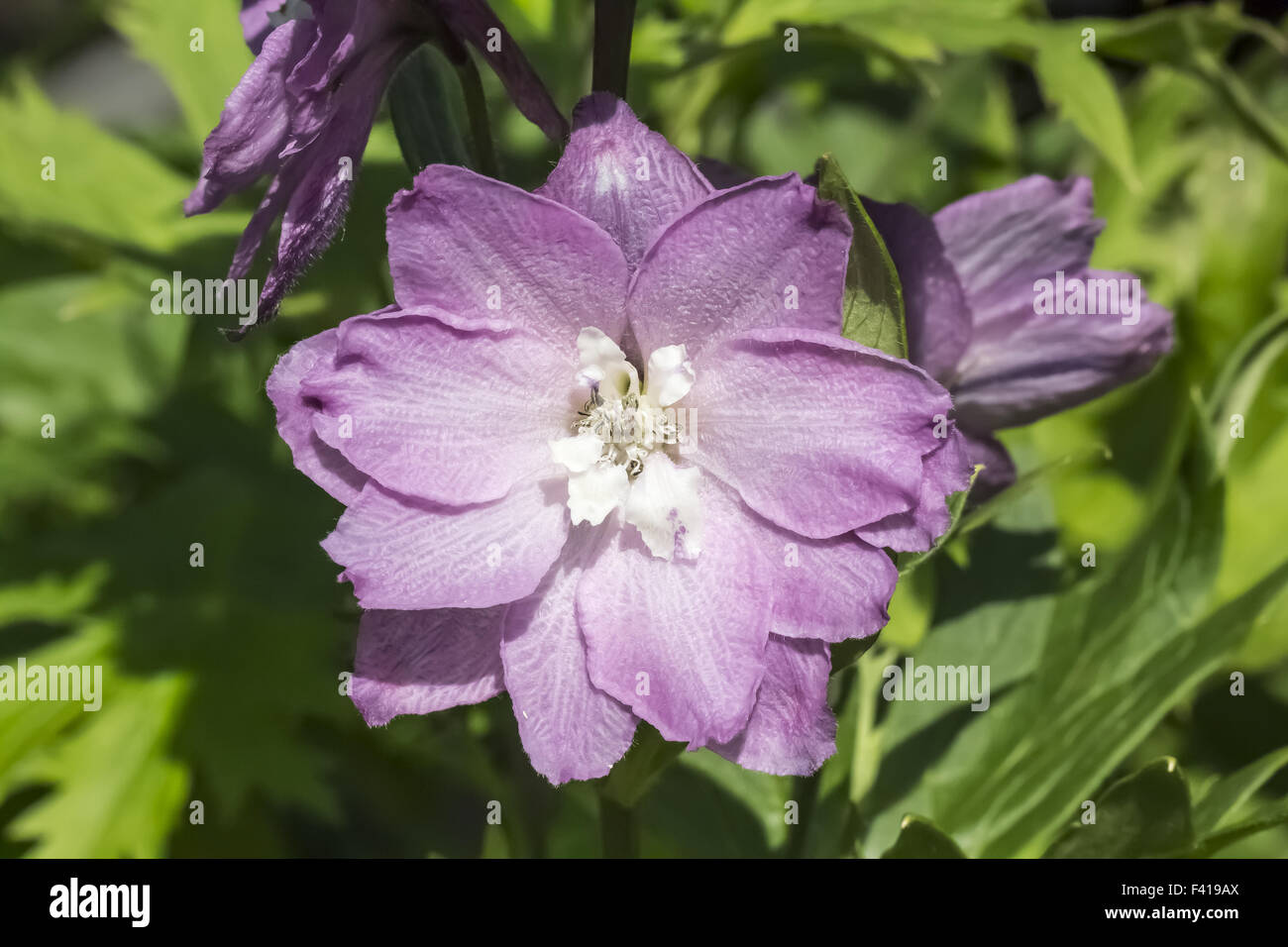 Delphinium hybrid Deep Rose, Larkspur Stock Photo - Alamy