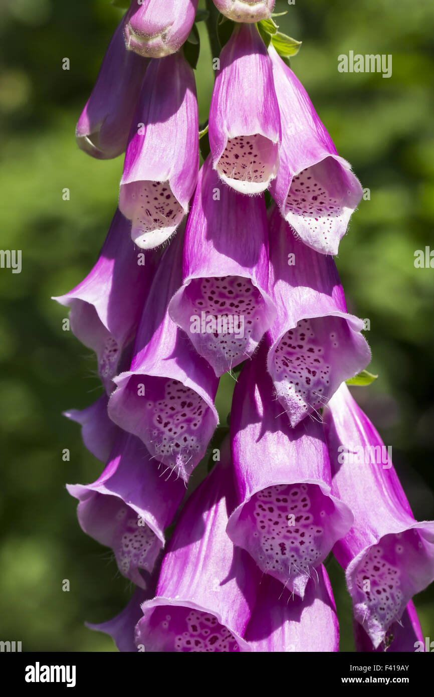 Digitalis purp hi-res stock photography and images - Alamy