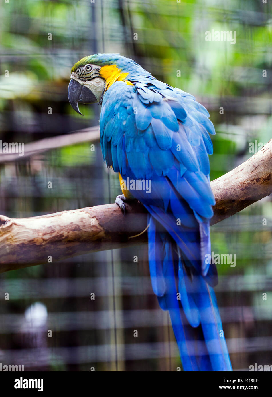 Colorful parrot, Hawai'i Tropical Botanical Garden Nature Preserve; Big ...