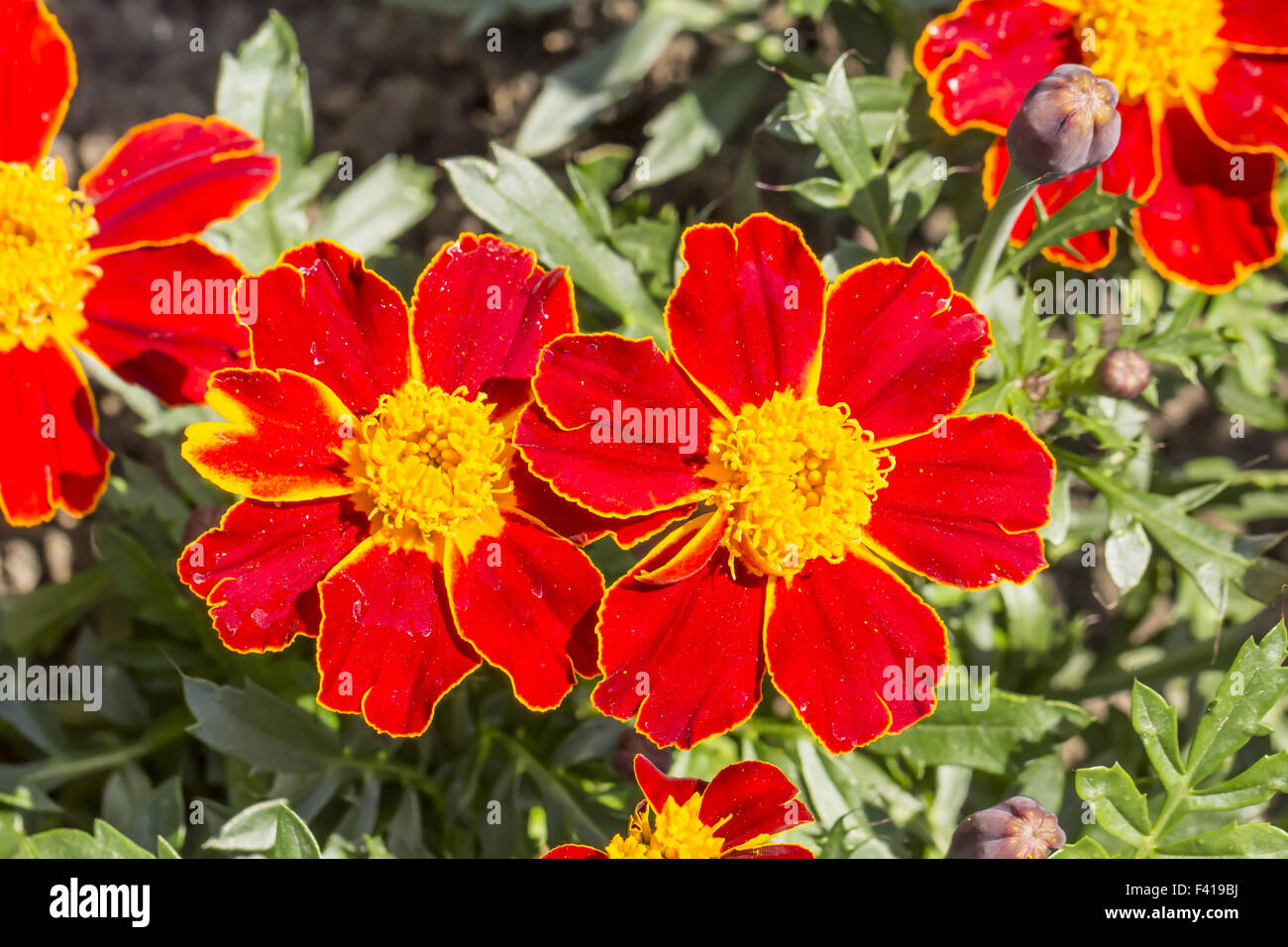 Tagetes patula Disco Red, French marigold Stock Photo - Alamy