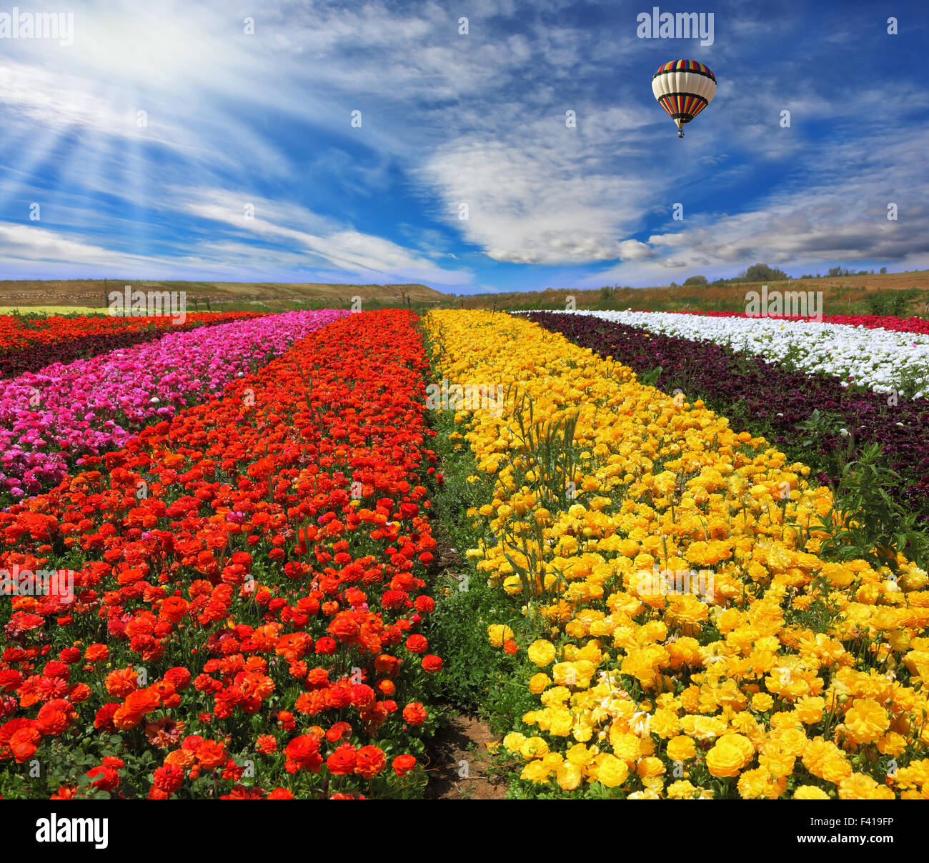 The multi-color rural fields with flowers Stock Photo - Alamy