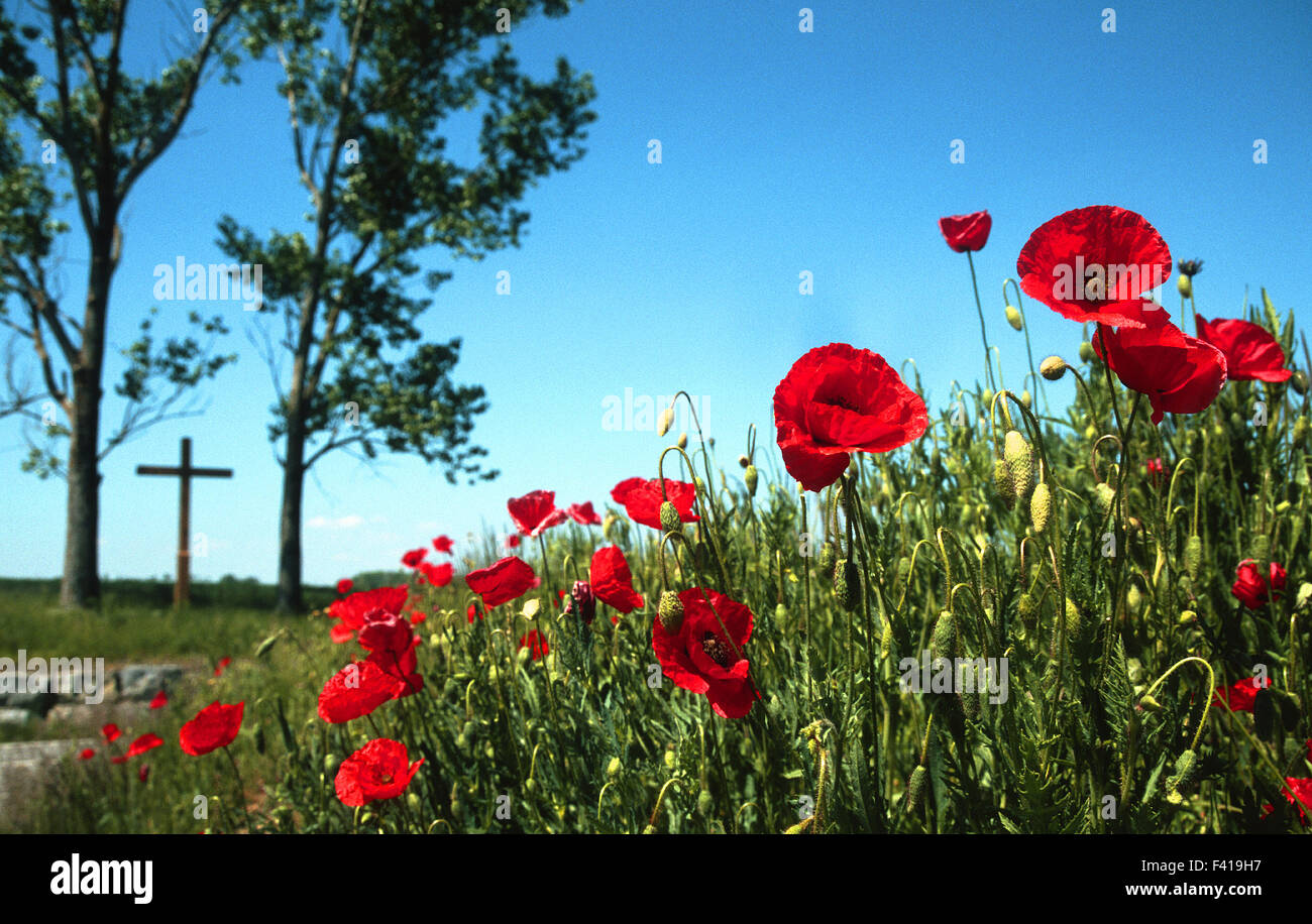 Poppy and cross hi-res stock photography and images - Alamy