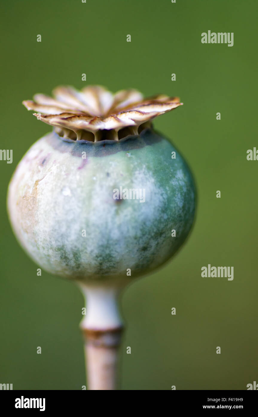 Poppy seed capsule Stock Photo - Alamy