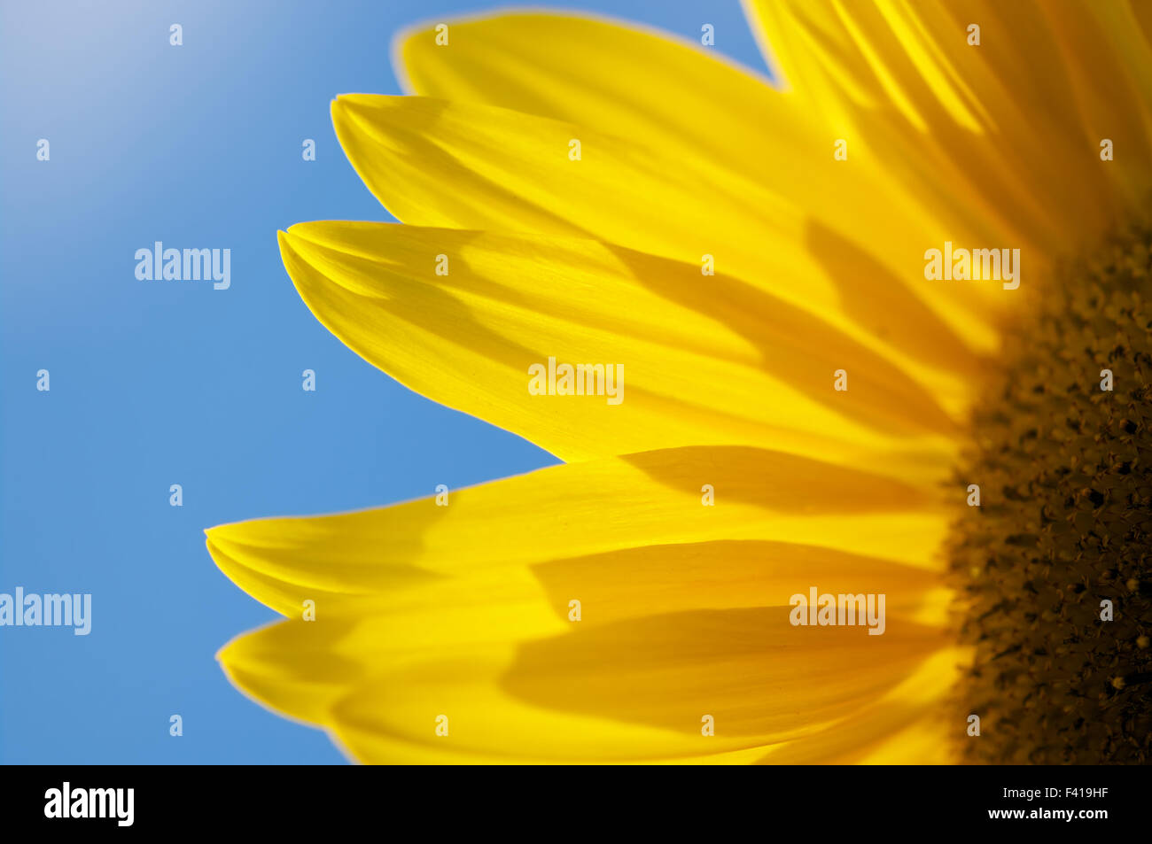 Sonnenblumenfoto hi-res stock photography and images - Alamy