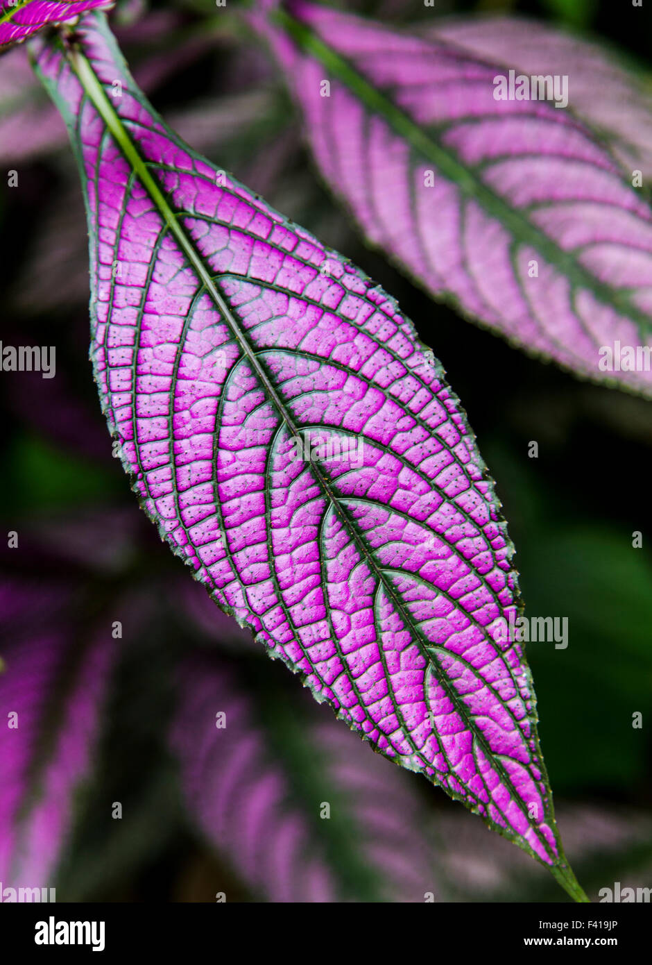 Persian shield hi-res stock photography and images - Alamy