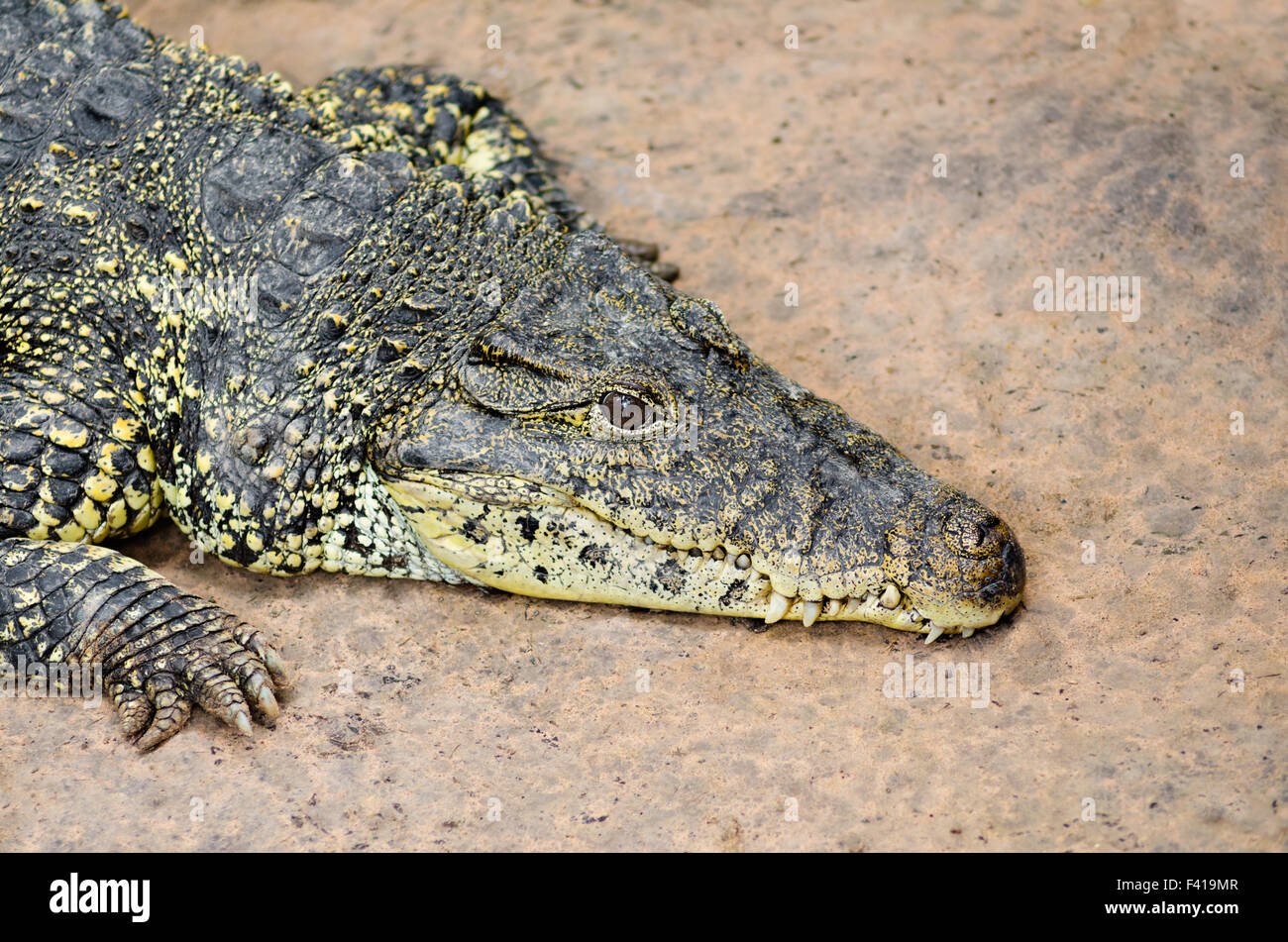 crocodile on sand Stock Photo - Alamy