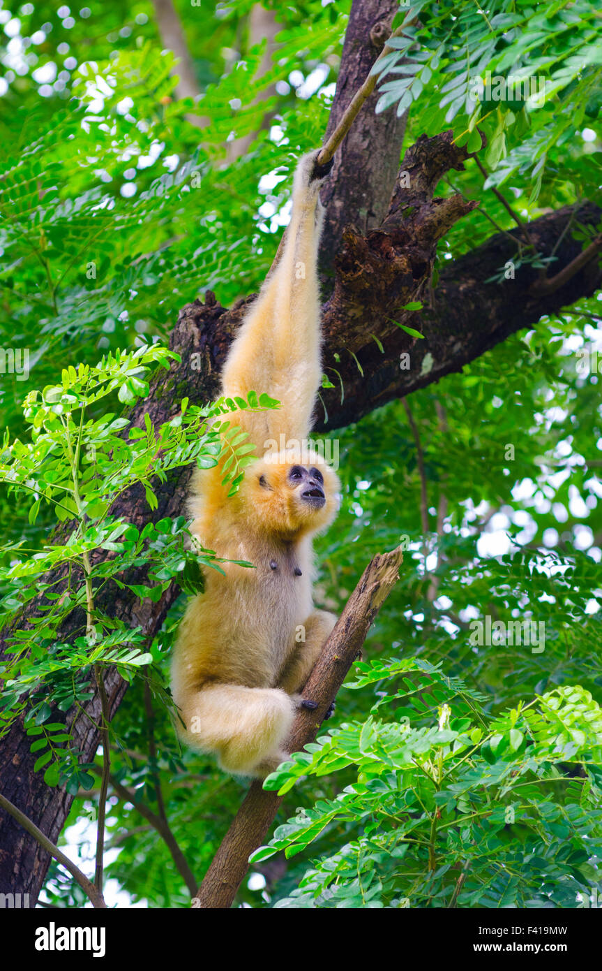 Golden gibbon hi-res stock photography and images - Alamy