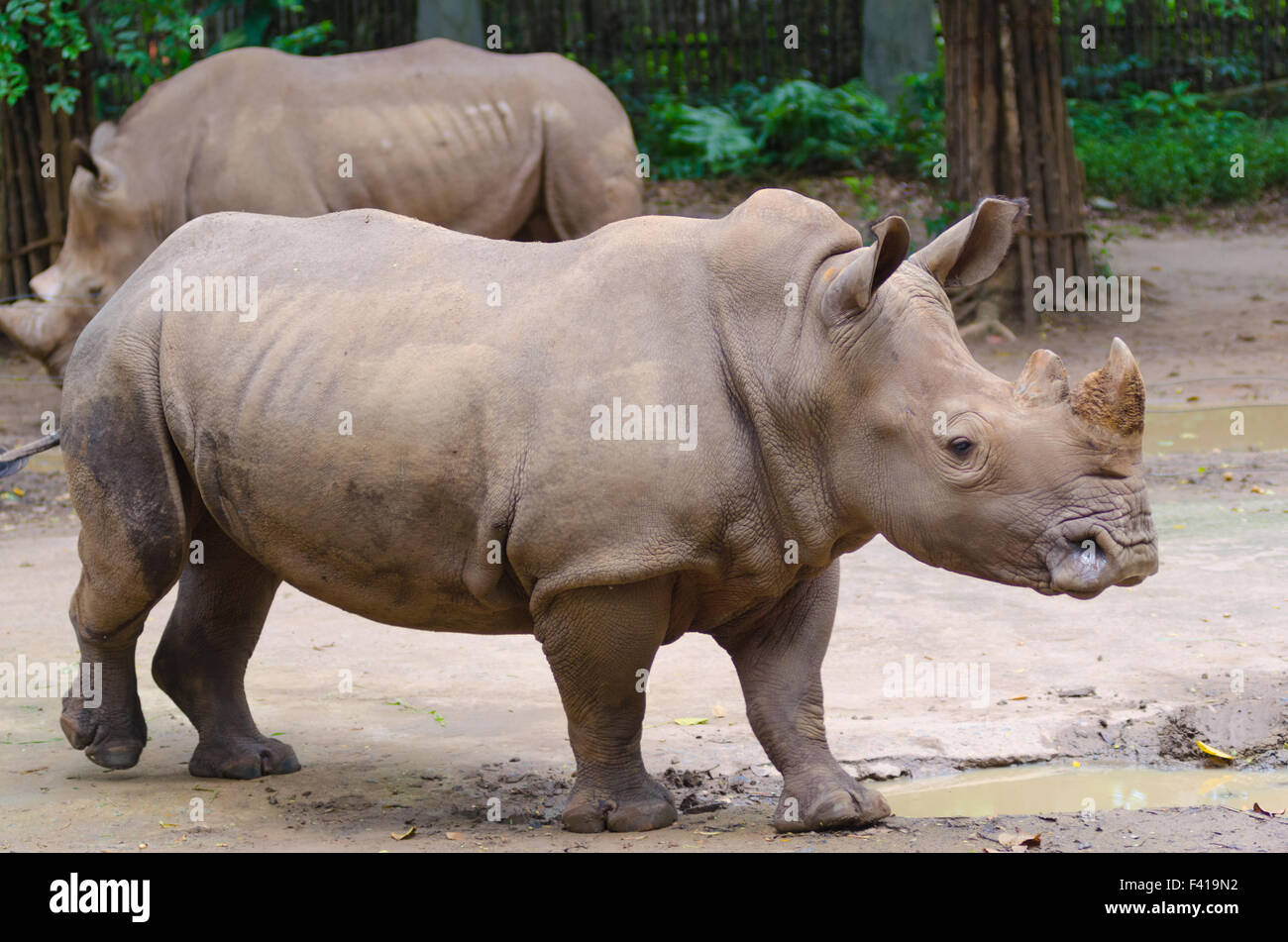 Rhinoceratoidea hi-res stock photography and images - Alamy