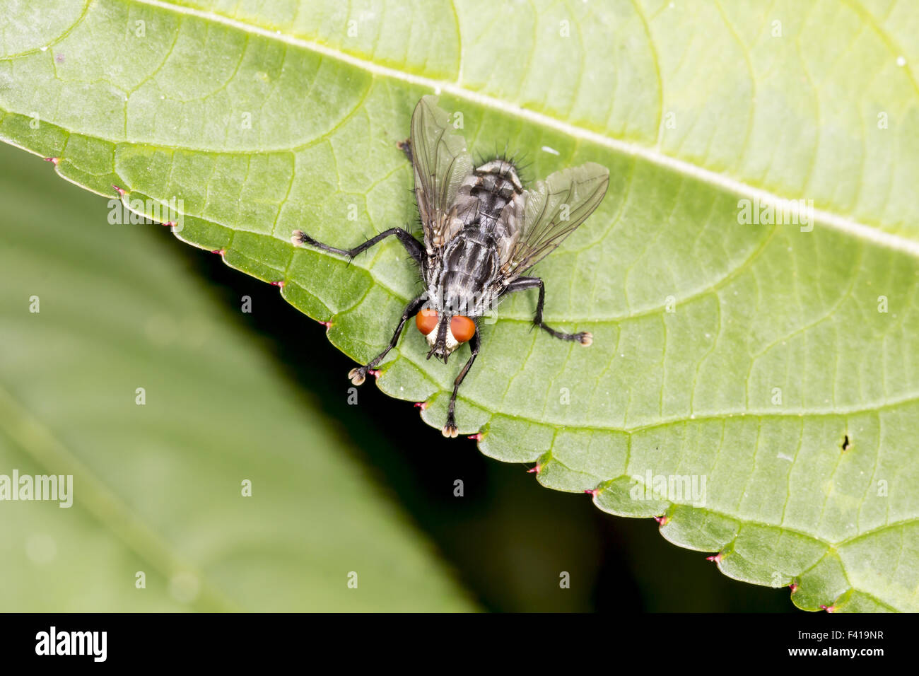 Sarcophaga carnaria, Common flesh fly Stock Photo - Alamy