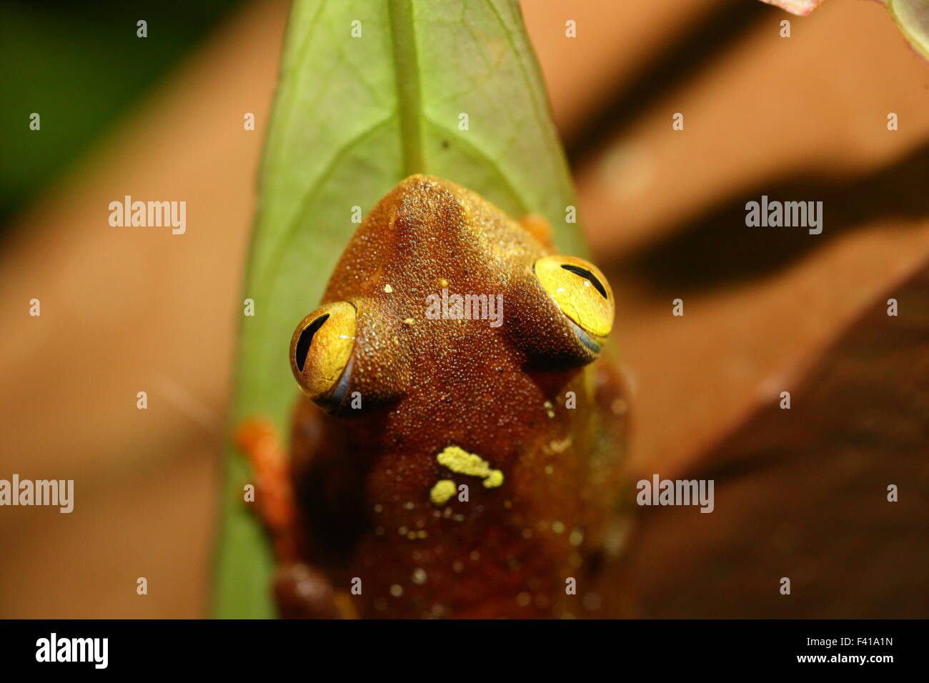 Harlequin tree frog (Rhacophorus pardalis) in Borneo Stock Photo - Alamy
