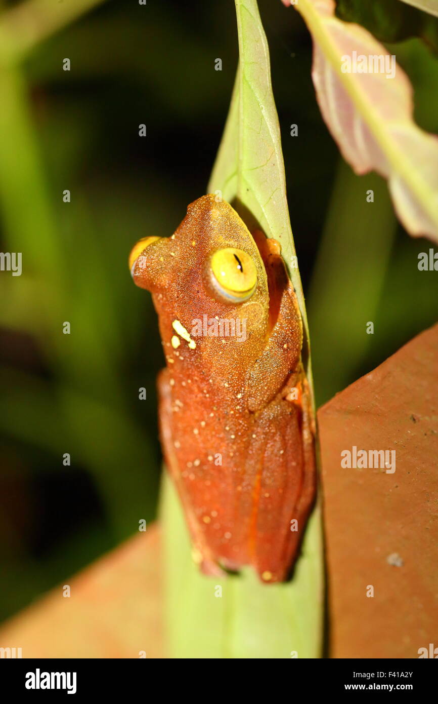 Borneo tree frog hi-res stock photography and images - Alamy