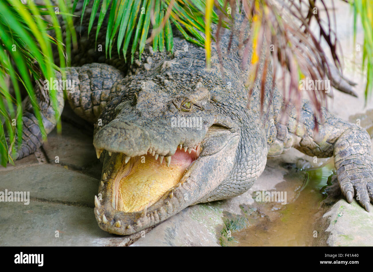 Crocodile stone hi-res stock photography and images - Alamy