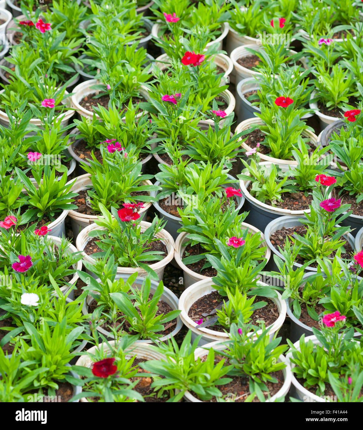 a lot of young flower plants in pots Stock Photo - Alamy