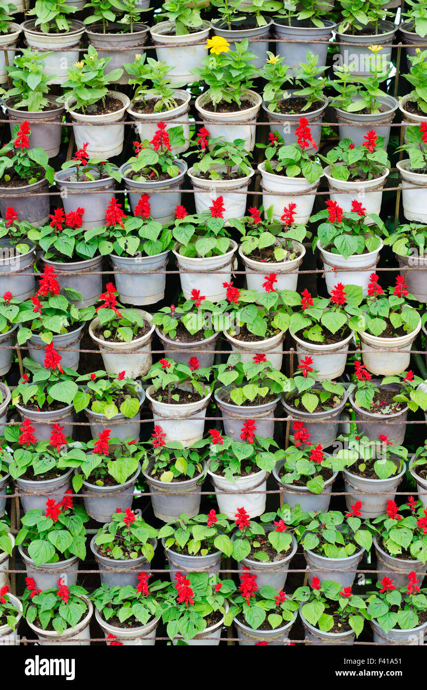 a lot of flower plants in pots Stock Photo - Alamy