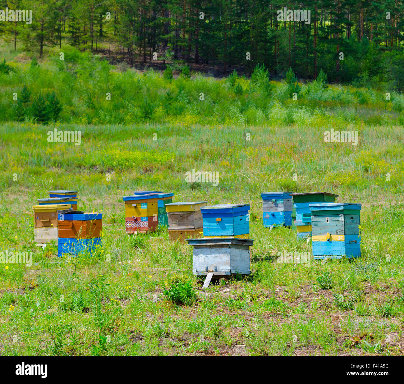 forest bee garden Stock Photo - Alamy