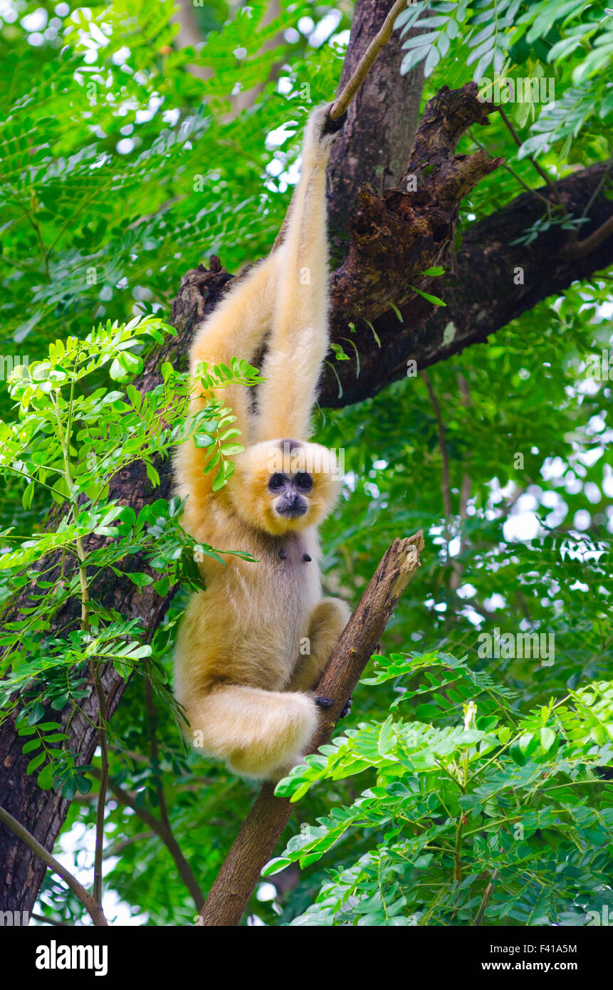 Golden cheeked gibbon hi-res stock photography and images - Alamy
