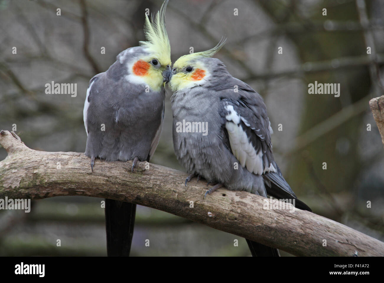Cockatiels hi-res stock photography and images - Alamy