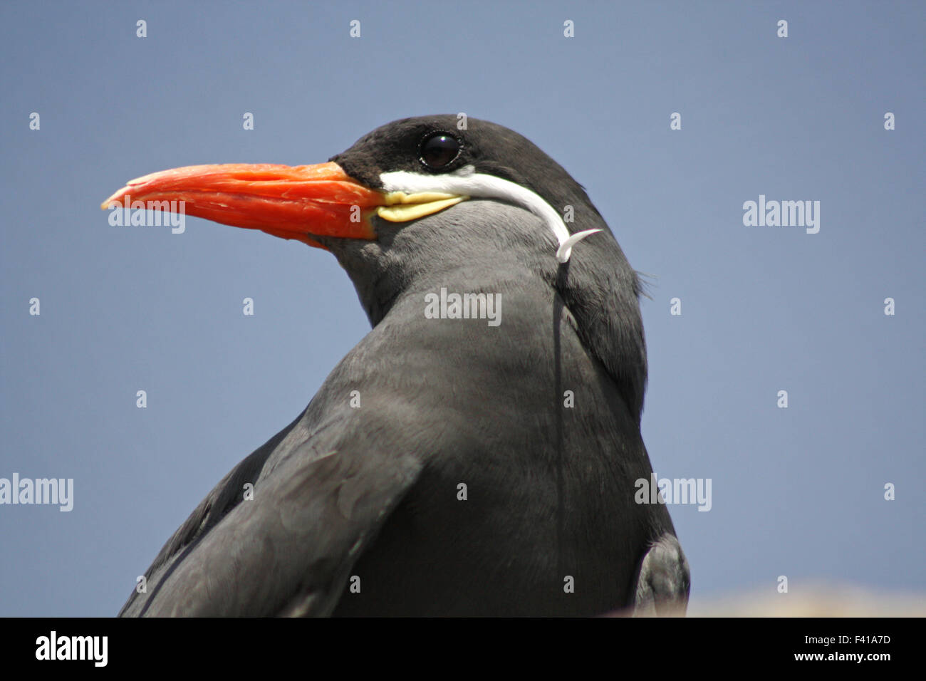 Sterna inca hi-res stock photography and images - Alamy