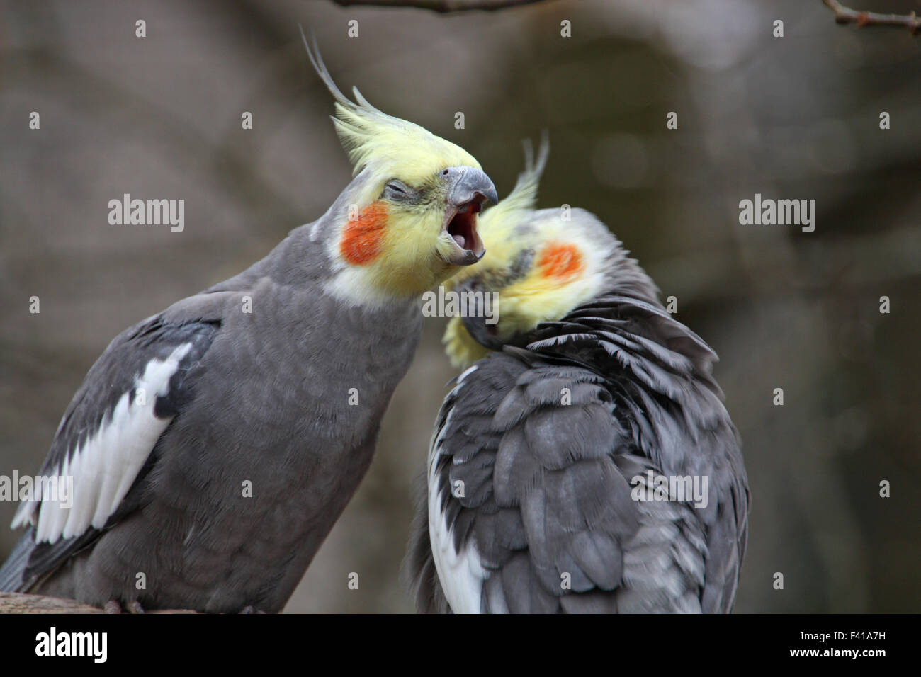 Cockatiels hi-res stock photography and images - Alamy