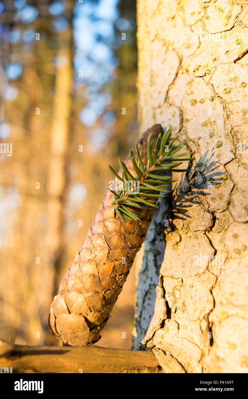 The leaning tree trunk hi-res stock photography and images - Alamy