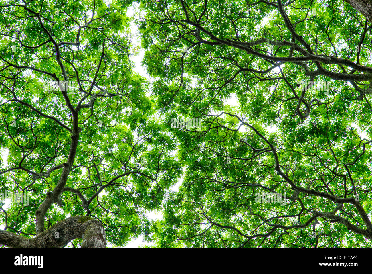 Samanea saman hi-res stock photography and images - Alamy