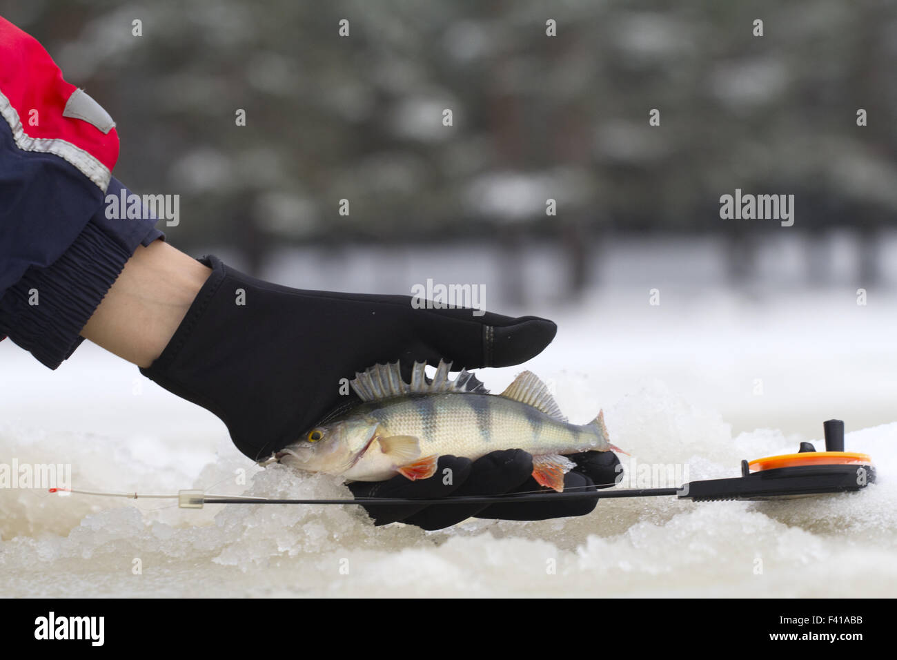 freshwater perch fishing Stock Photo - Alamy