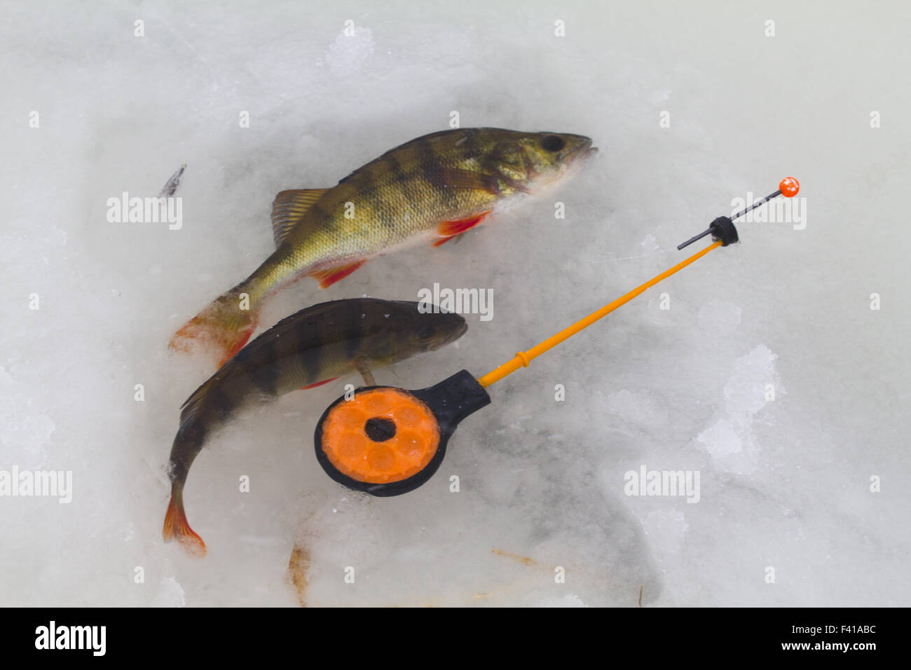 freshwater perch fishing Stock Photo - Alamy