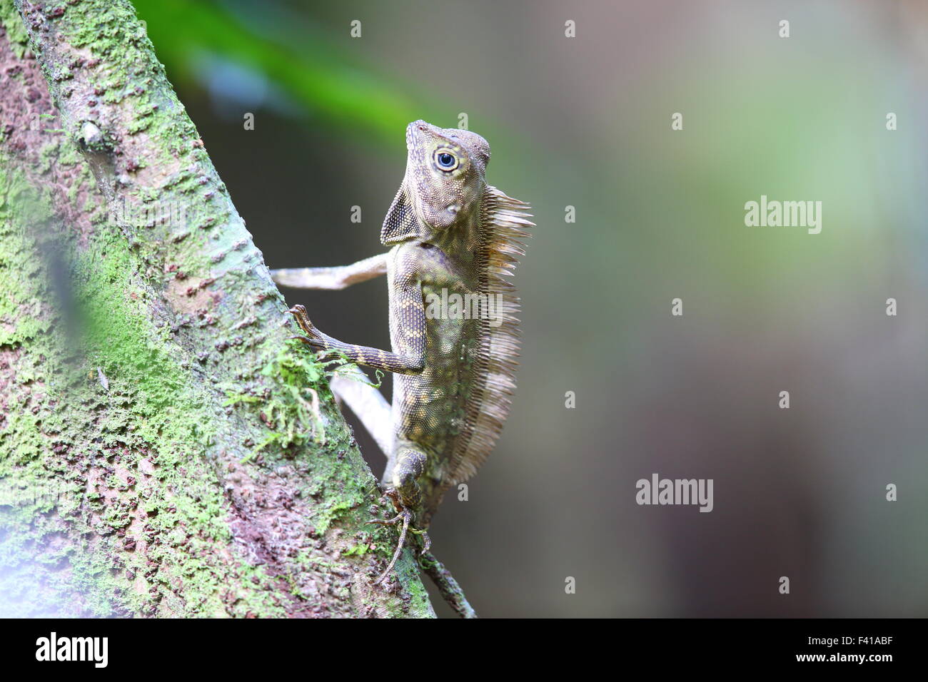 Bornean Angle-headed Lizard (Gonocephalus bornensis) in Borneo Stock ...