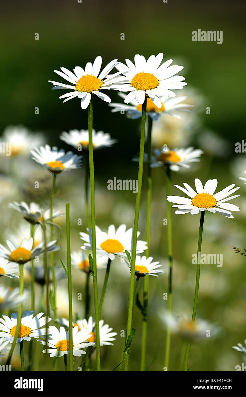 Magerwiesen margerite hi-res stock photography and images - Alamy