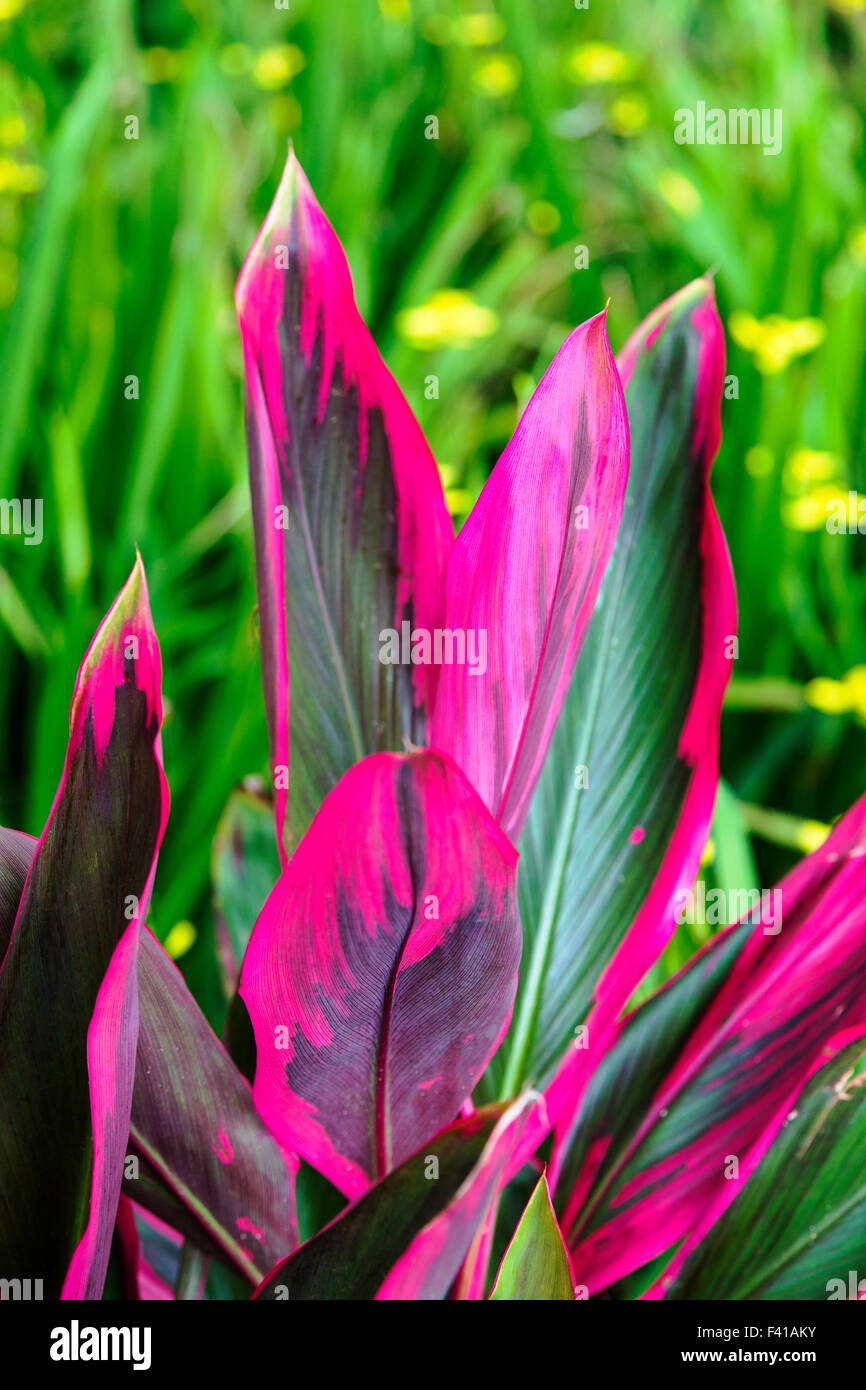 Ti Plant; Cordyline fruticosa; Hawai'i Tropical Botanical Garden Nature ...