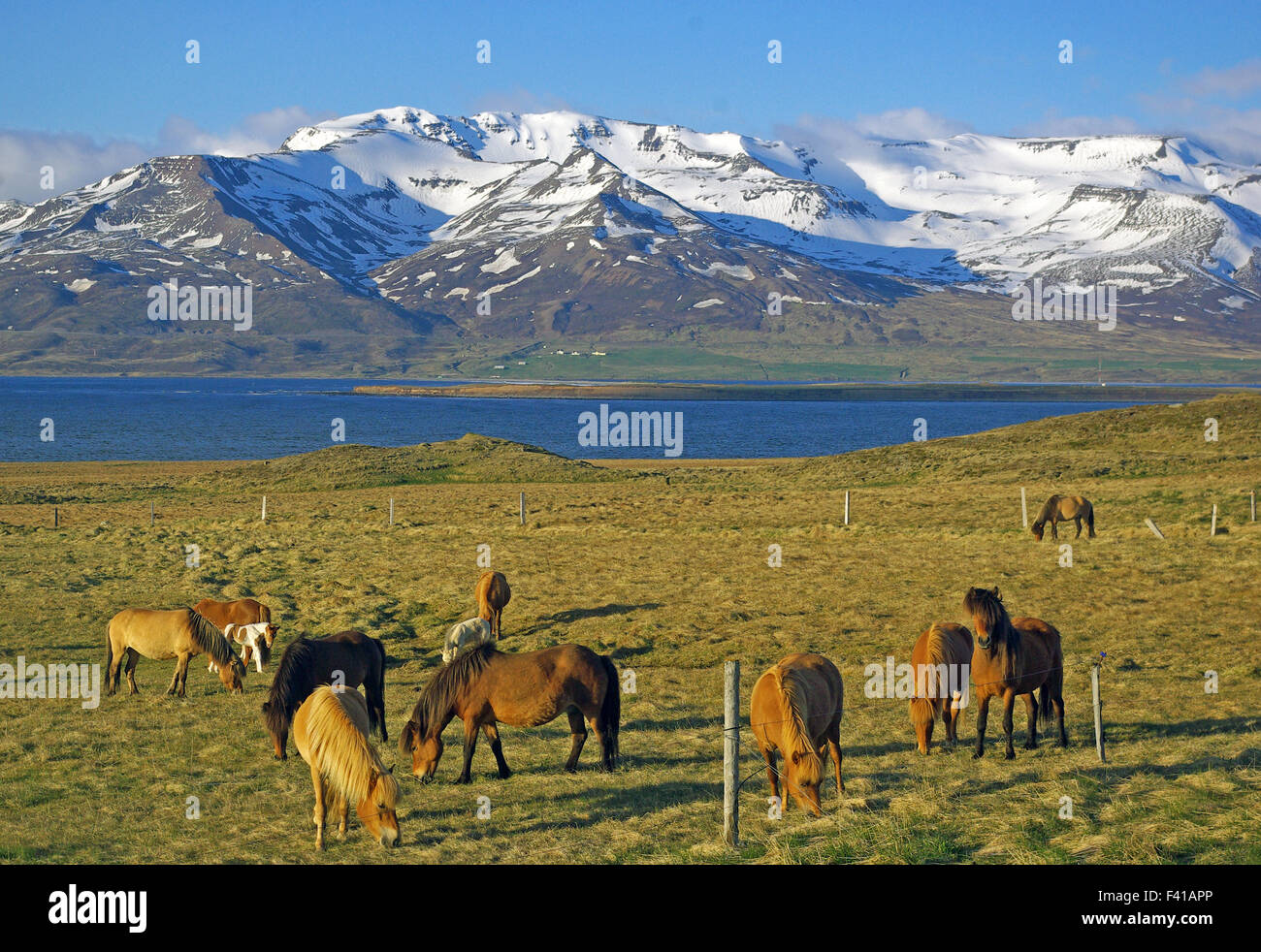 Icelanders hi-res stock photography and images - Alamy