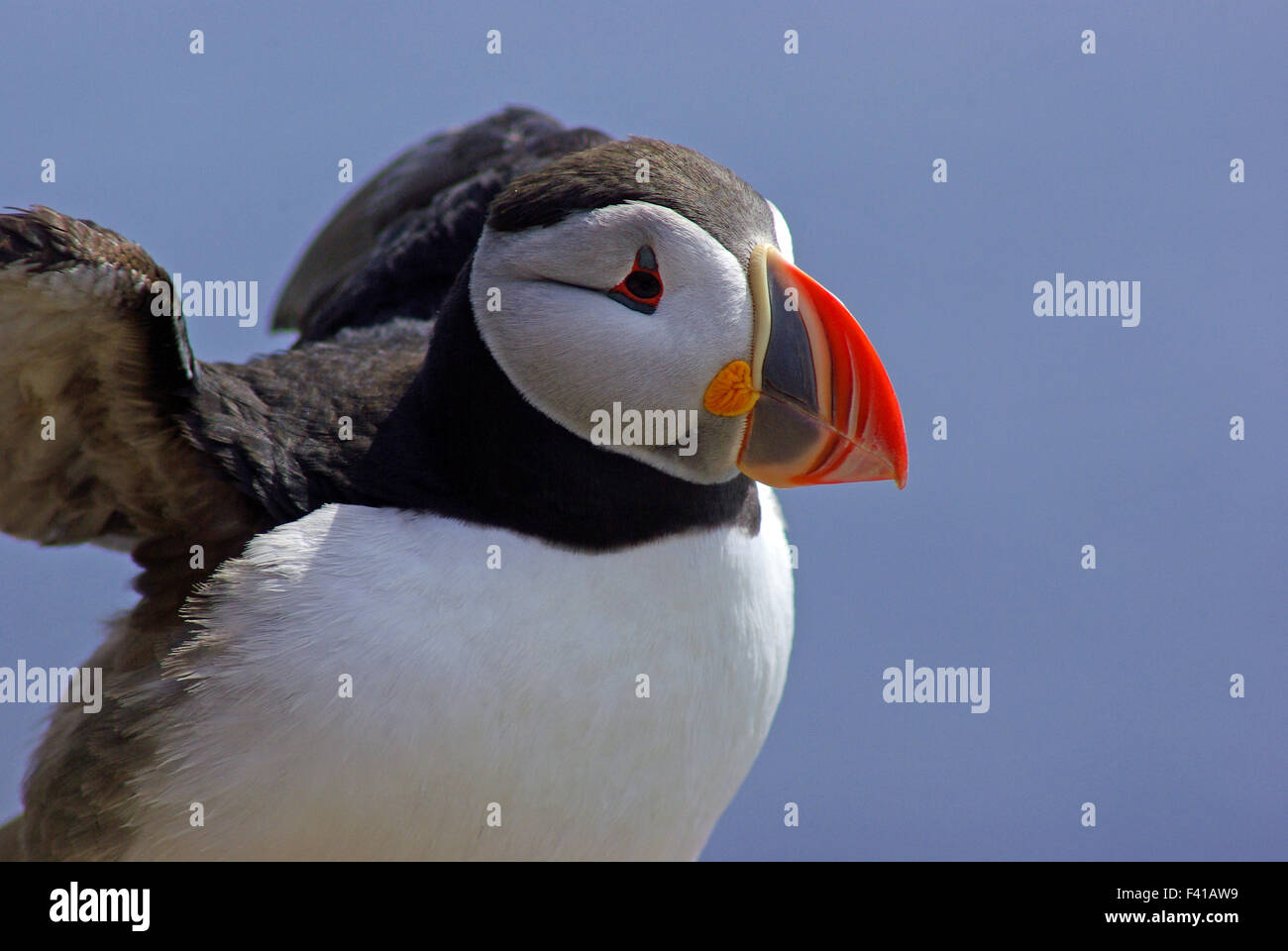 Posing puffin hi-res stock photography and images - Alamy