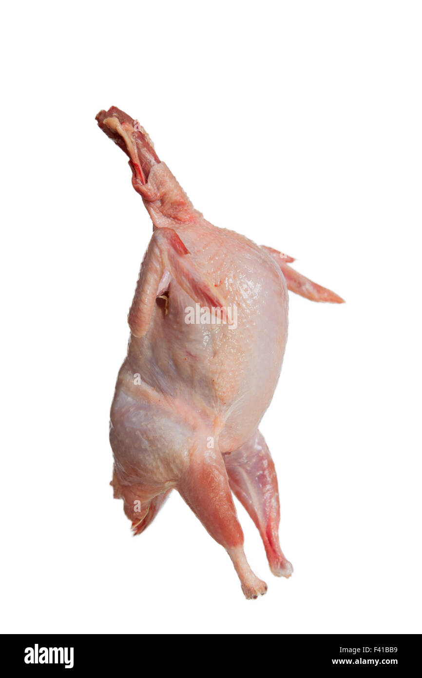 White partridge chicken hi-res stock photography and images - Alamy